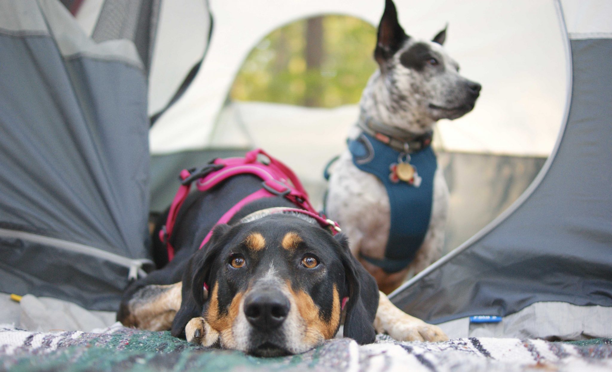 Camping With Dogs: Tips and Advice - Happier Camping (Recommended)